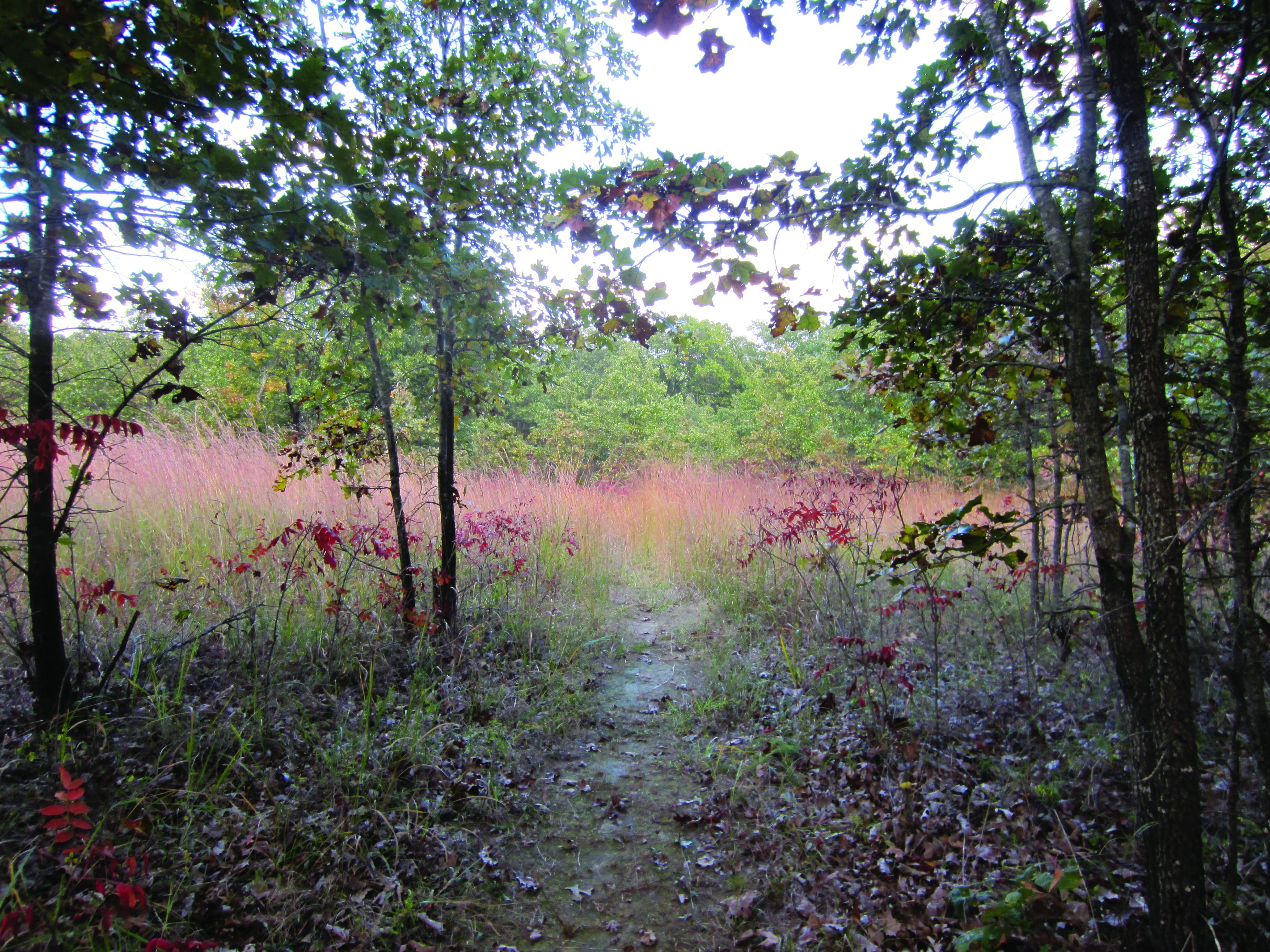 Learn About Lake Ozark State Park • Missouri Life Magazine