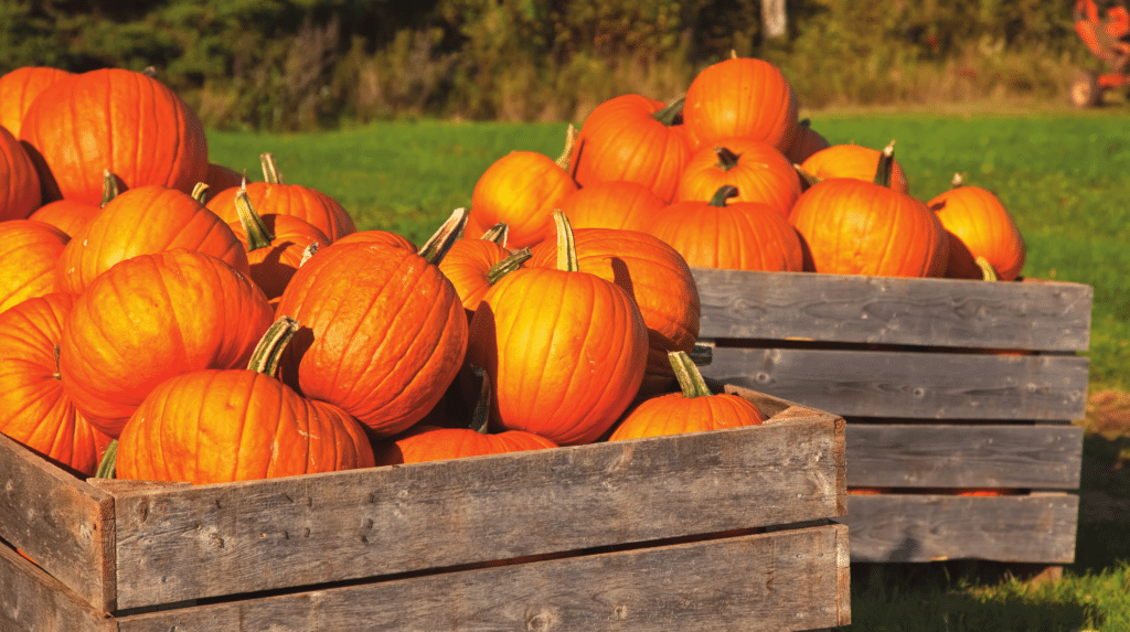 All About the Wonderful Fruit Called Pumpkin • Missouri Life Magazine