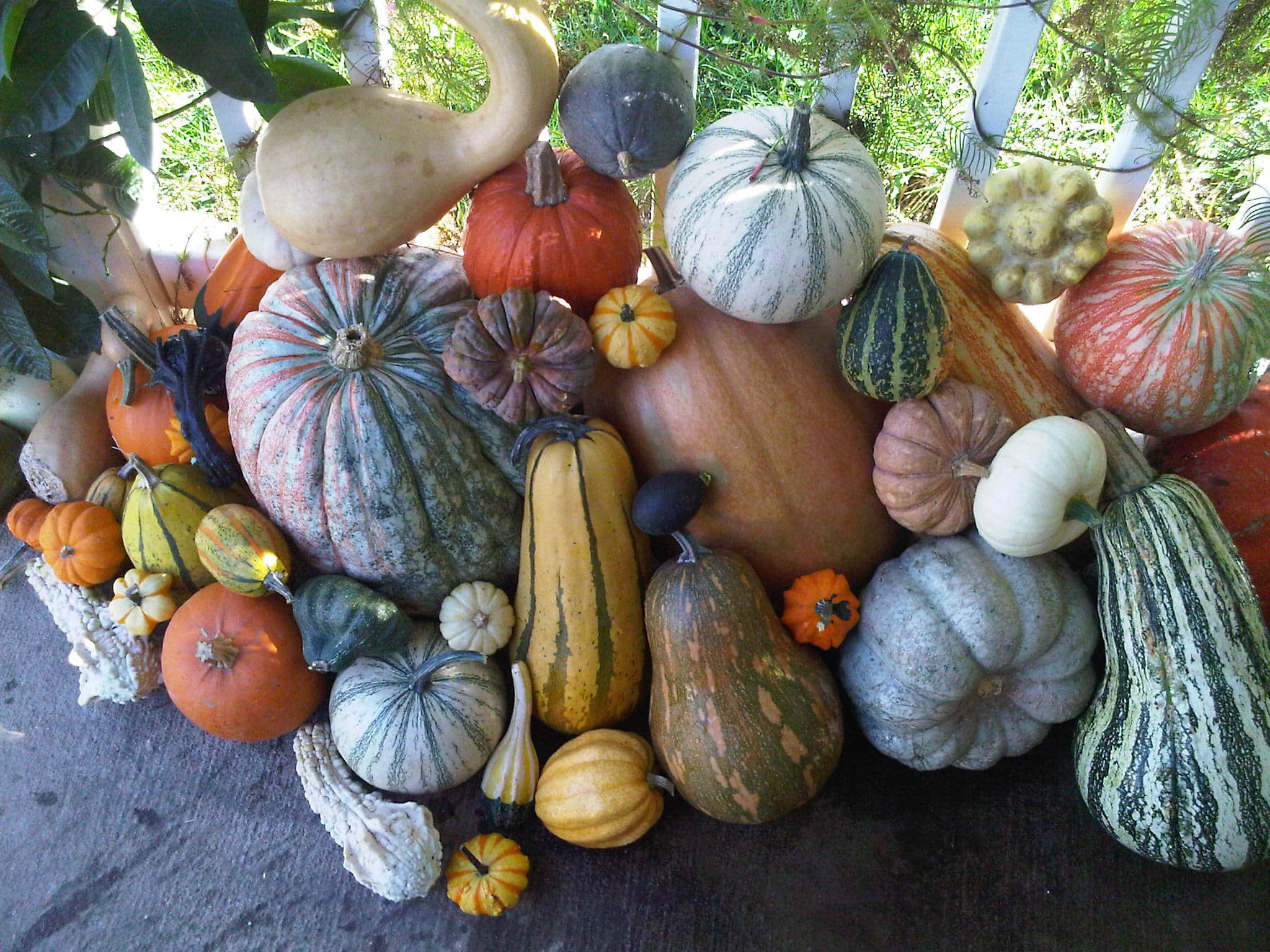 All About the Wonderful Fruit Called Pumpkin • Missouri Life Magazine