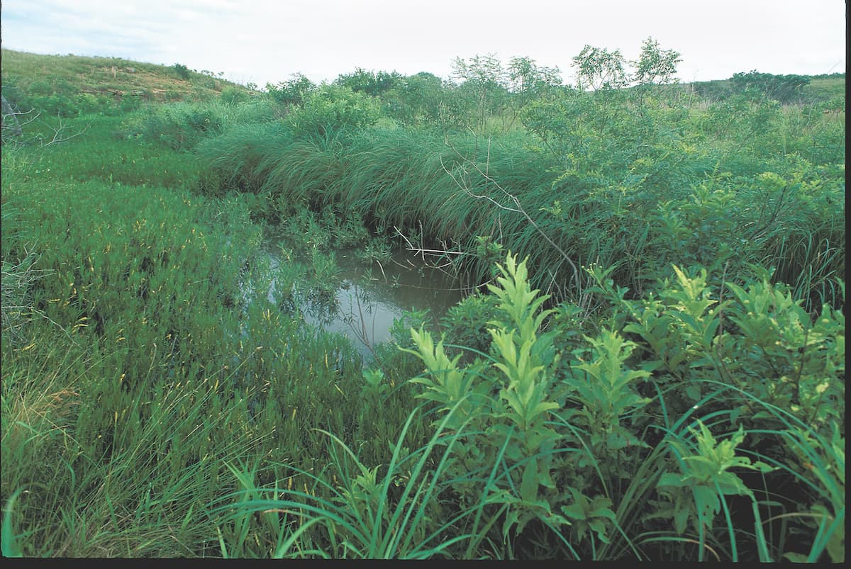 Bison, Birds, and More at Prairie State Park • Missouri Life Magazine