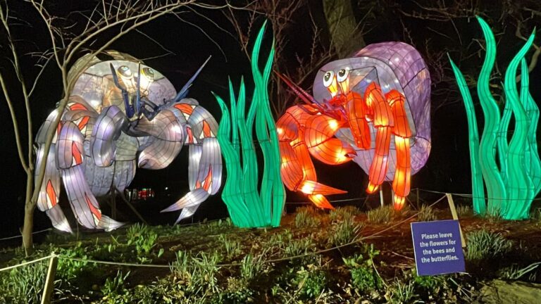 From Dragons to Pandas: Animals Aglow Takes the St. Louis Zoo by Storm ...