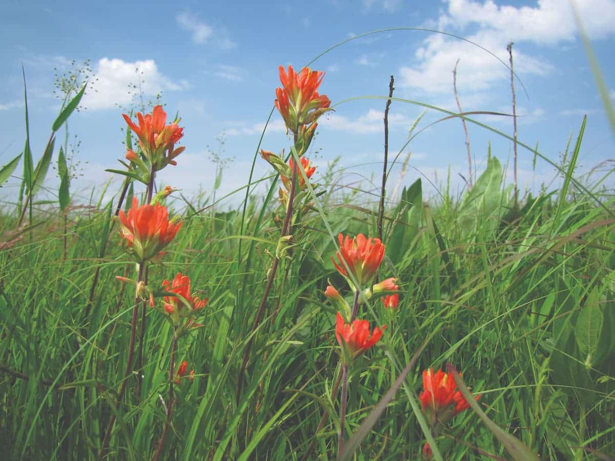 Bison, Birds, and More at Prairie State Park • Missouri Life Magazine