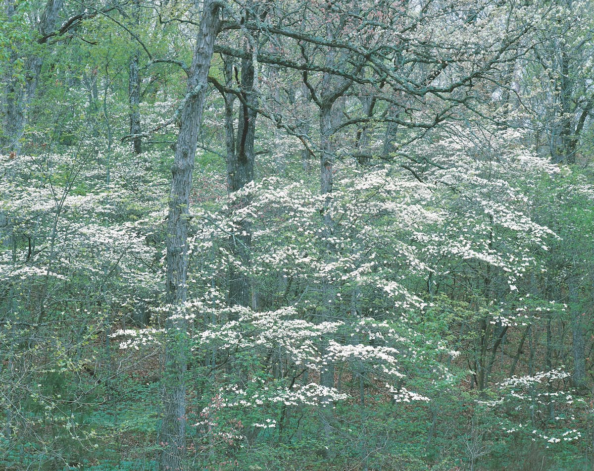 Cast a Line at Bennett Springs State Park • Missouri Life Magazine